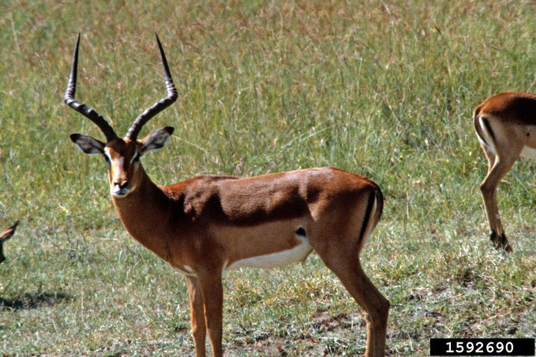 impala (Aepyceros melampus (Lichtenstein, 1812))