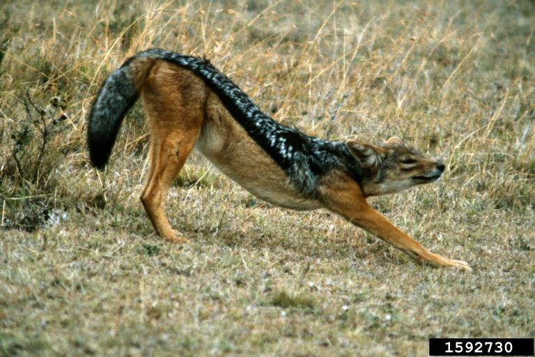 black-backed jackal (Canis mesomelas)