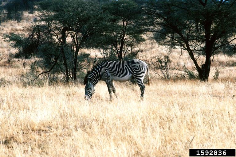grevy's zebra (Equus grevyi Oustalet, 1882)