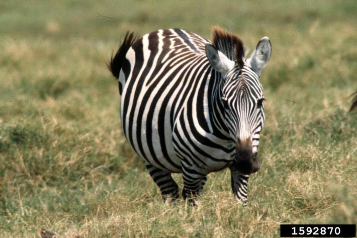 zebra (Equus quagga Boddaert, 1785)