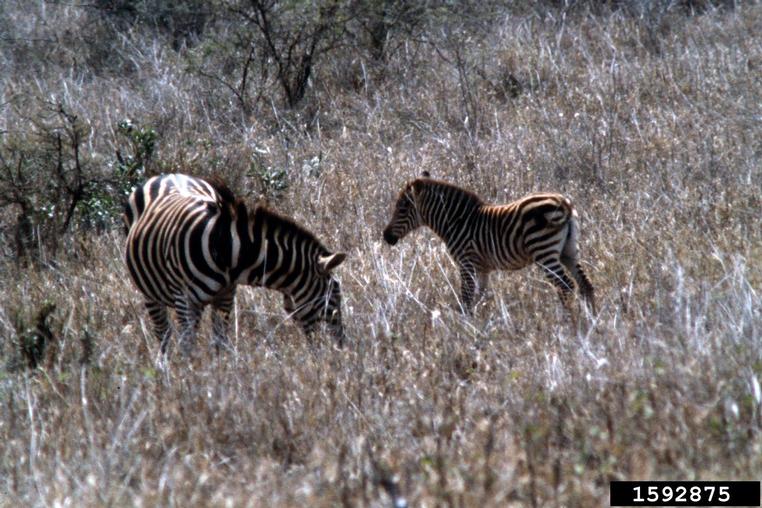 zebra (Equus quagga)