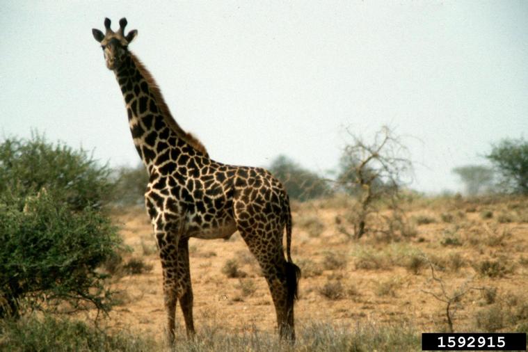 masai giraffe (Giraffa camelopardalis tippelskirchi)