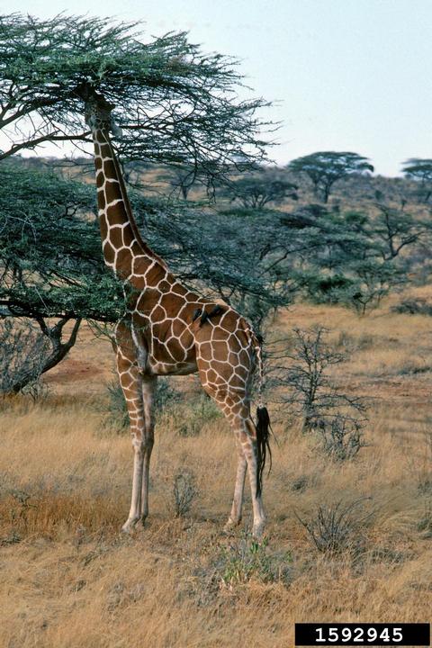 reticulated giraffe (Giraffa reticulata de Winton, 1899)
