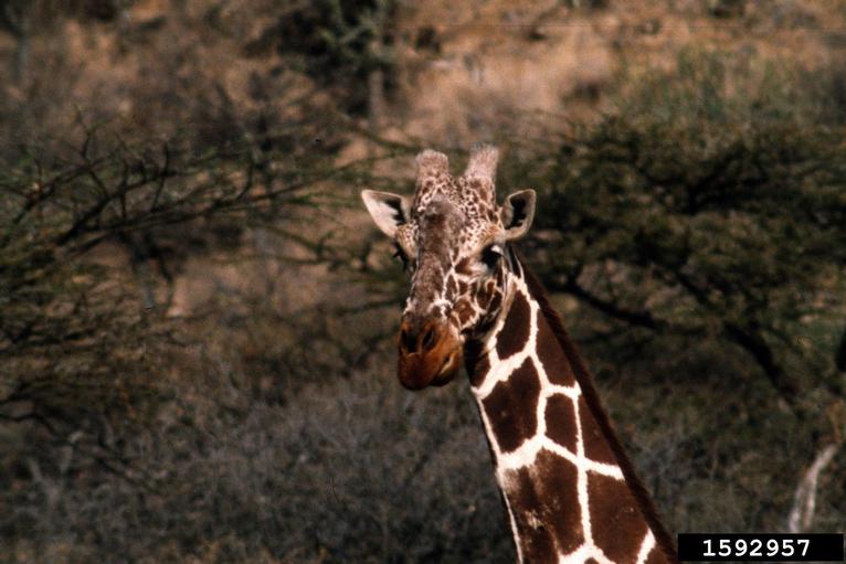 reticulated giraffe (Giraffa reticulata)