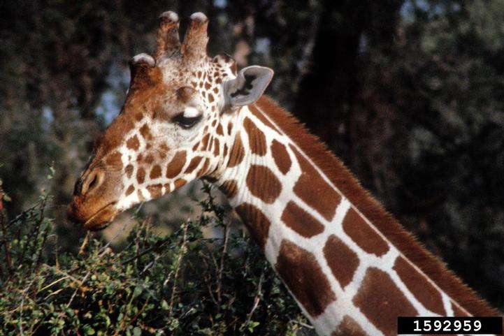 reticulated giraffe (Giraffa reticulata)