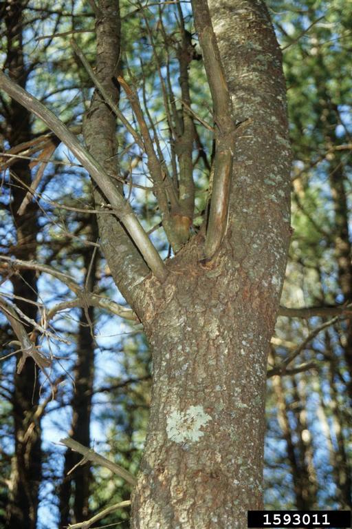 white pine weevil (Pissodes strobi (Peck, 1817))