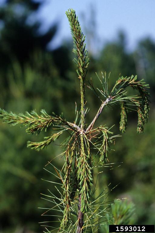 white pine weevil (Pissodes strobi)