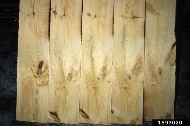 white pine weevil (Pissodes strobi)