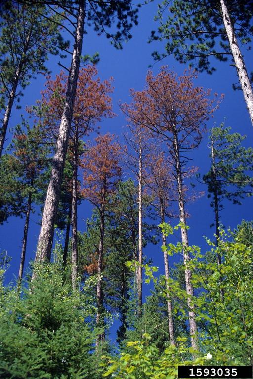 pine engraver (Ips pini)