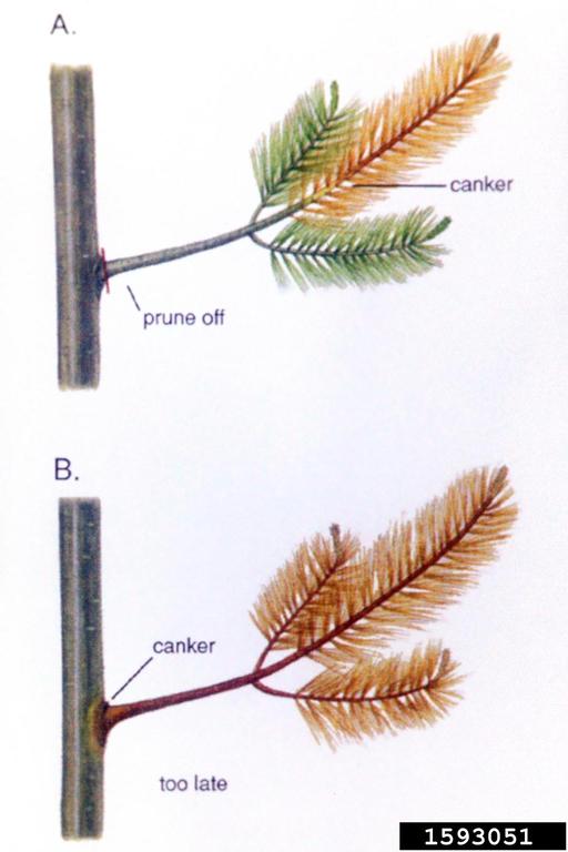 white pine blister rust (Cronartium ribicola)