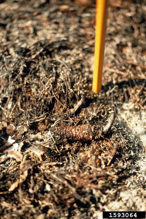 white pine cone beetle (Conophthorus coniperda (Schwarz, 1895))