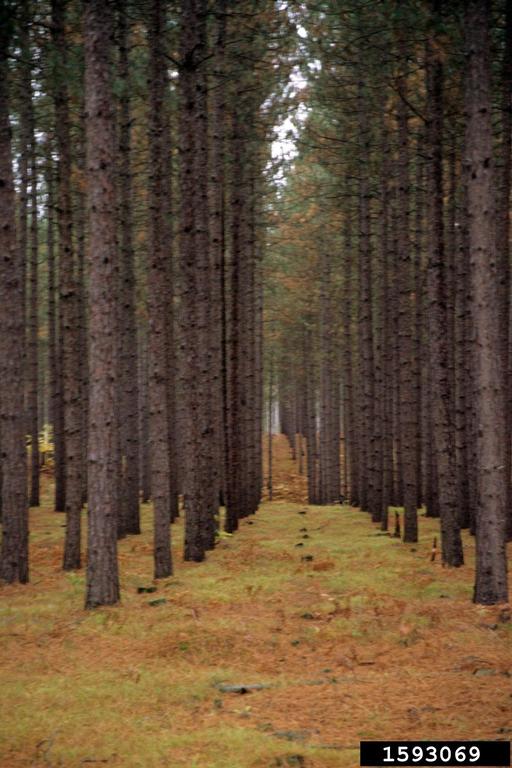 red pine (Pinus resinosa Soland.)