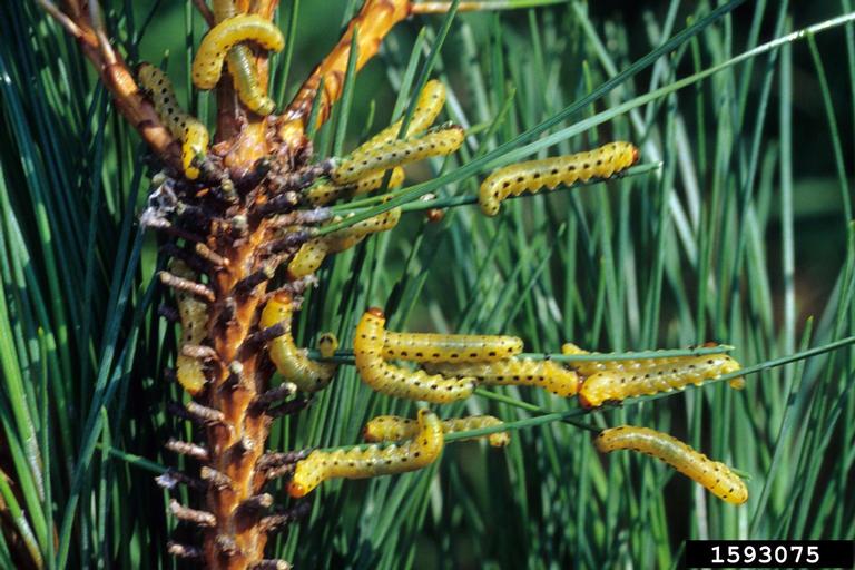 redheaded pine sawfly (Neodiprion lecontei (Fitch))