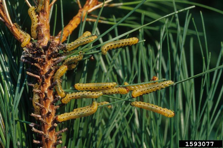 redheaded pine sawfly (Neodiprion lecontei (Fitch))