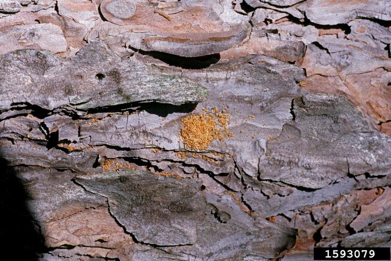 pine engraver (Ips pini)