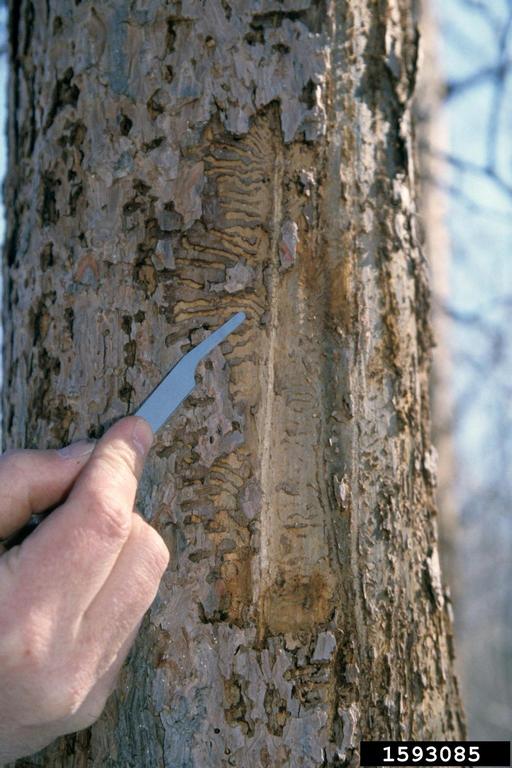 eastern larch beetle (Dendroctonus simplex LeConte, 1868)