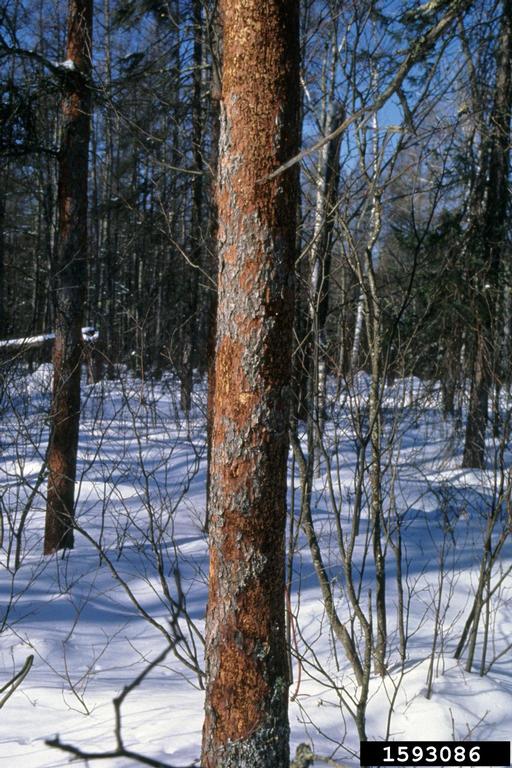 eastern larch beetle (Dendroctonus simplex ) on tamarack (Larix ...