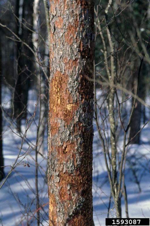eastern larch beetle (Dendroctonus simplex)