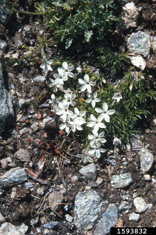 flowery phlox (Phlox multiflora Nels.)