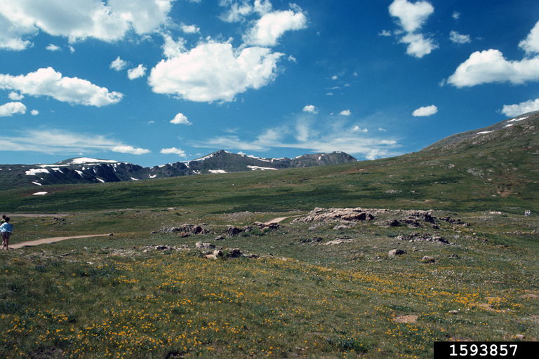 Synonym for Mountains (mountain)