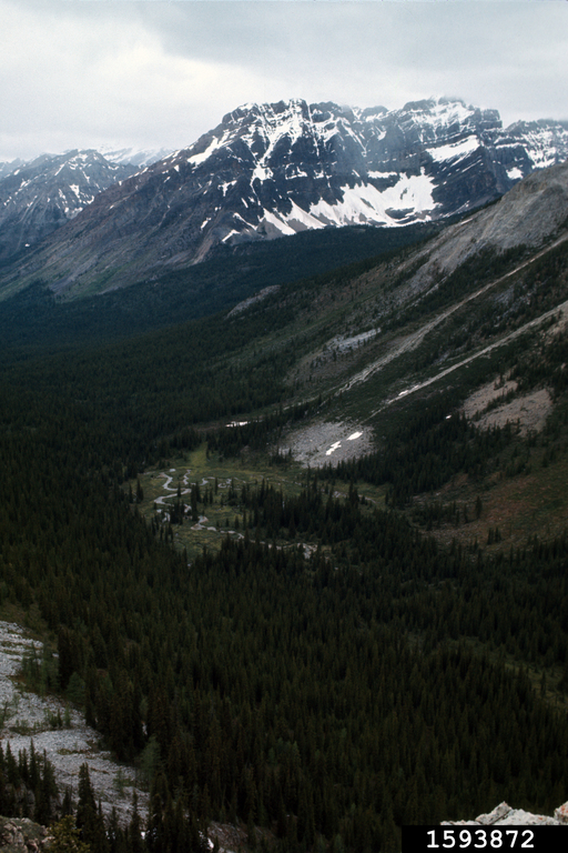 Synonym for Mountains (mountain)