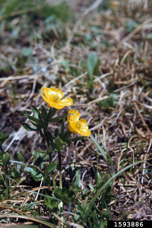 subalpine buttercup (Ranunculus eschscholtzii)