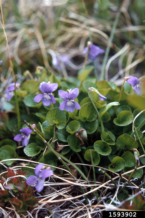 hookedspur violet (Viola adunca Sm.)