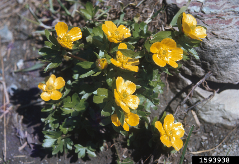 subalpine buttercup (Ranunculus eschscholtzii Schltdl.)