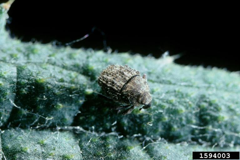 thistle crown weevil (Trichosirocalus horridus (Panzer, 1801))