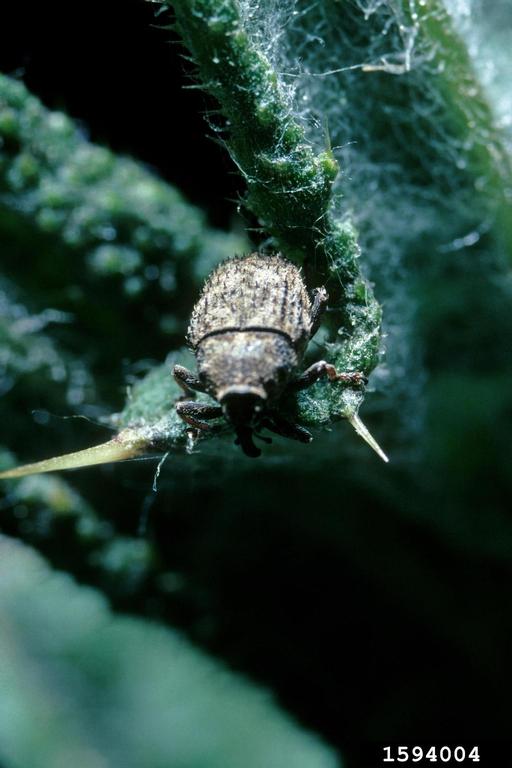 thistle crown weevil (Trichosirocalus horridus)