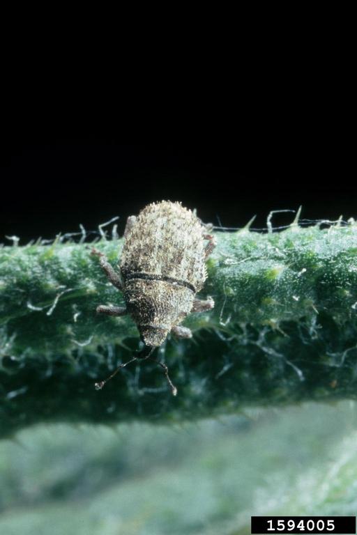 thistle crown weevil (Trichosirocalus horridus)