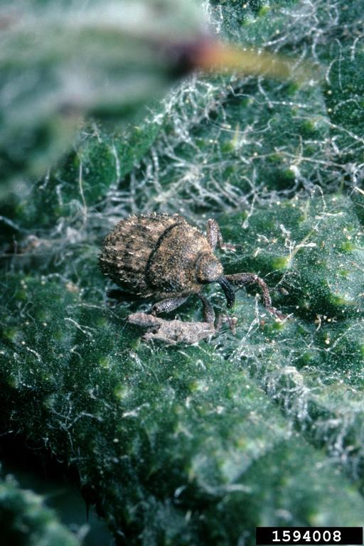 thistle crown weevil (Trichosirocalus horridus)