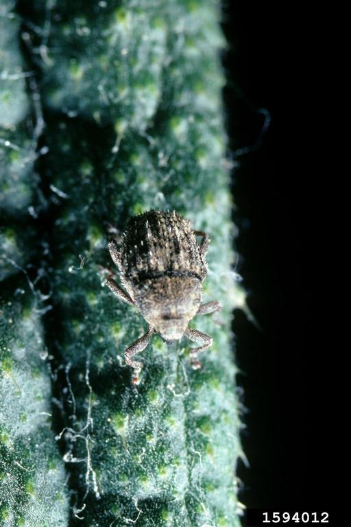 thistle crown weevil (Trichosirocalus horridus (Panzer, 1801))