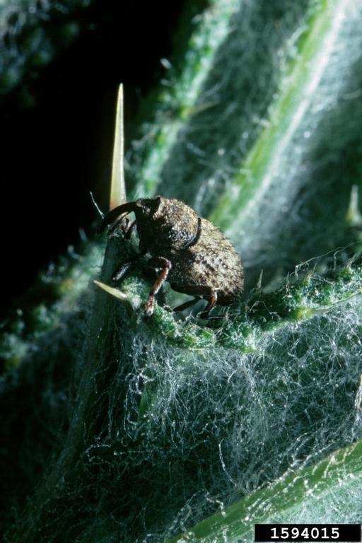 thistle crown weevil (Trichosirocalus horridus (Panzer, 1801))