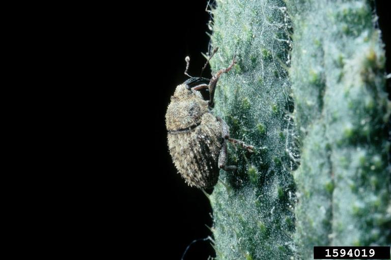 thistle crown weevil (Trichosirocalus horridus (Panzer, 1801))