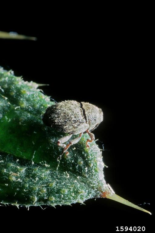 thistle crown weevil (Trichosirocalus horridus (Panzer, 1801))