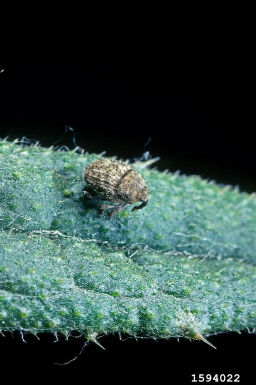 thistle crown weevil (Trichosirocalus horridus)