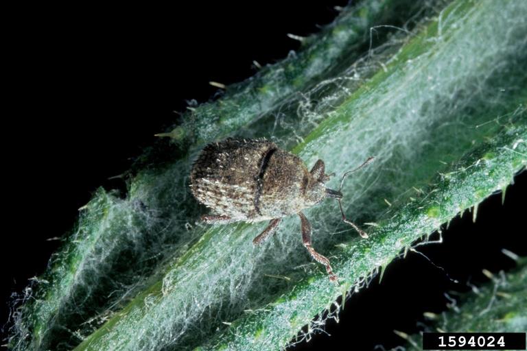 thistle crown weevil (Trichosirocalus horridus (Panzer, 1801))