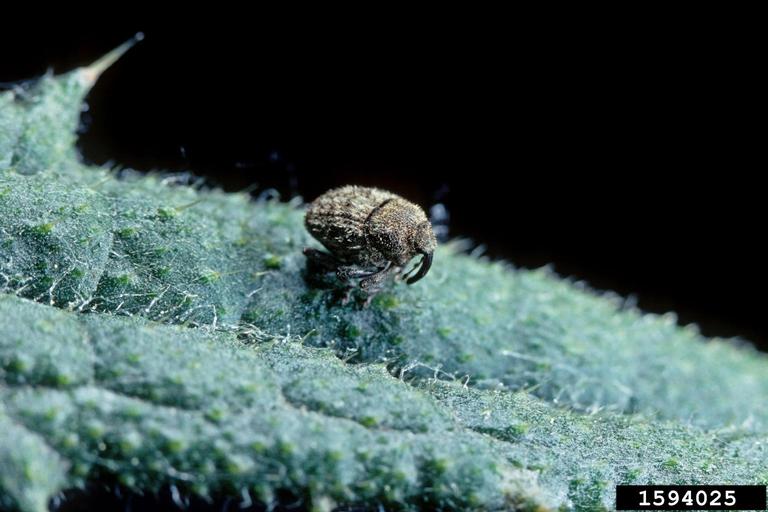 thistle crown weevil (Trichosirocalus horridus (Panzer, 1801))
