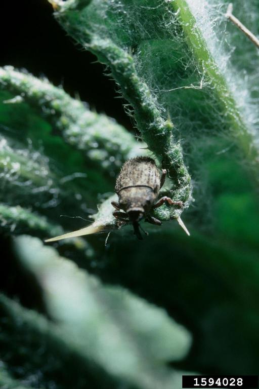 thistle crown weevil (Trichosirocalus horridus (Panzer, 1801))