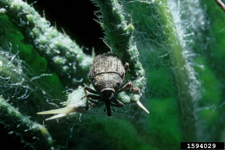 thistle crown weevil (Trichosirocalus horridus (Panzer, 1801))