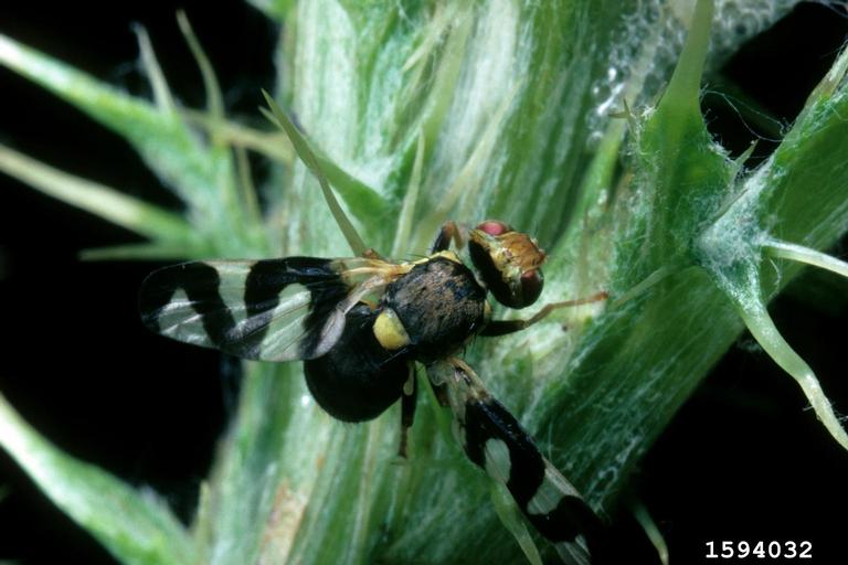 Canada thistle stem-gall fly (Urophora cardui)