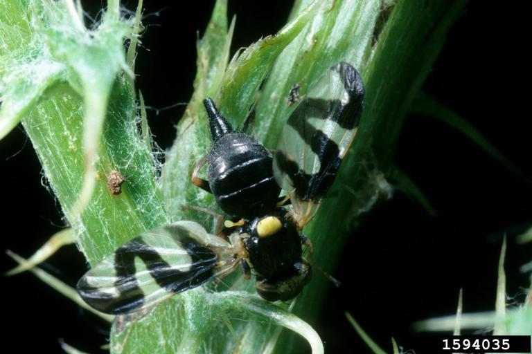 Canada thistle stem-gall fly (Urophora cardui (Linnaeus, 1758))