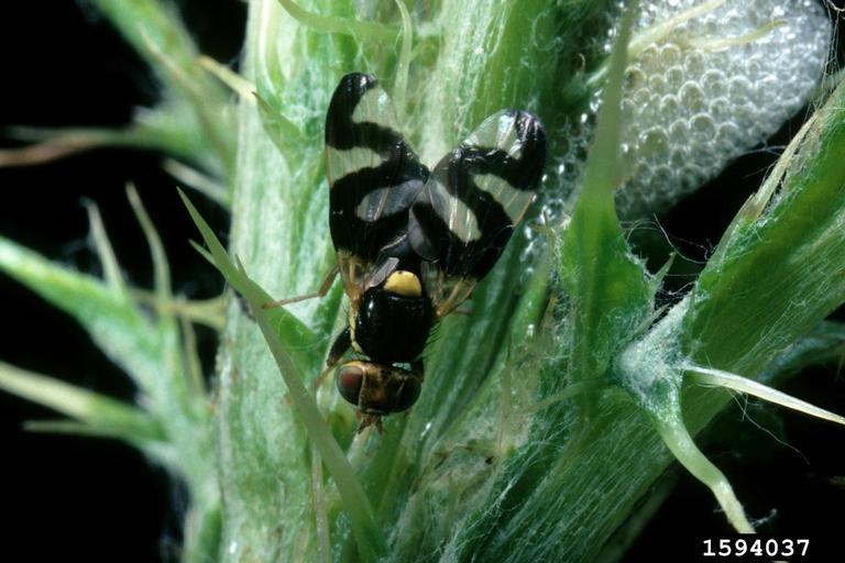 Canada thistle stem-gall fly (Urophora cardui)