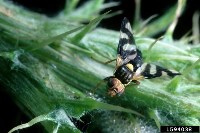 Canada thistle stem-gall fly (Urophora cardui)