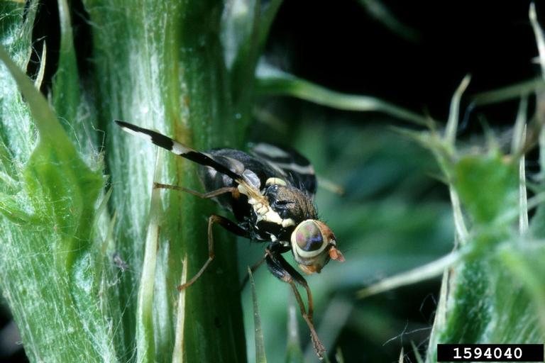 Canada thistle stem-gall fly (Urophora cardui)