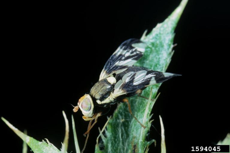 Canada thistle stem-gall fly (Urophora cardui)
