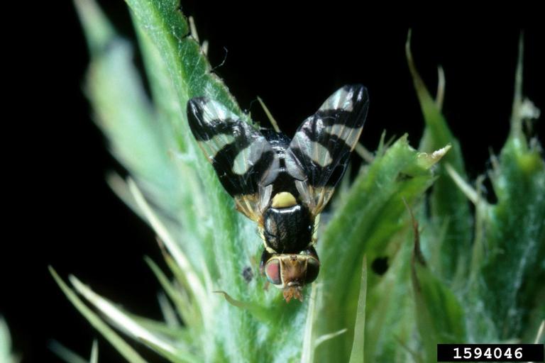 Canada thistle stem-gall fly (Urophora cardui (Linnaeus, 1758))
