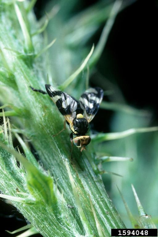 Canada thistle stem-gall fly (Urophora cardui (Linnaeus, 1758))