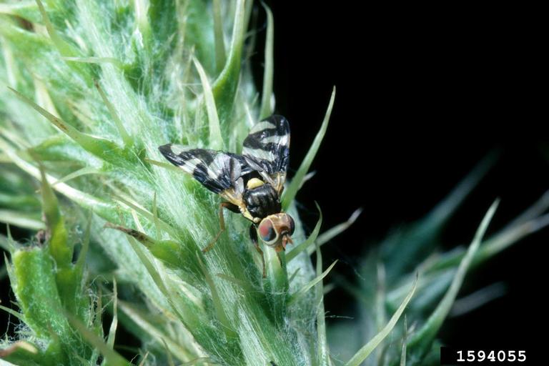 Canada thistle stem-gall fly (Urophora cardui)